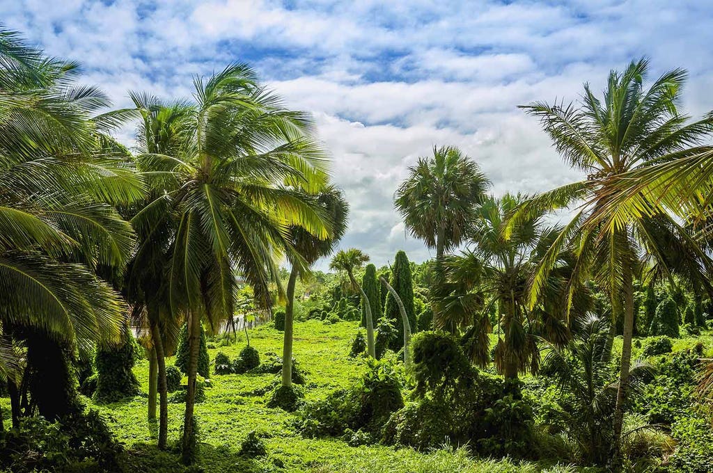 Dominica, trips and tailor-made holidays | viviTravels