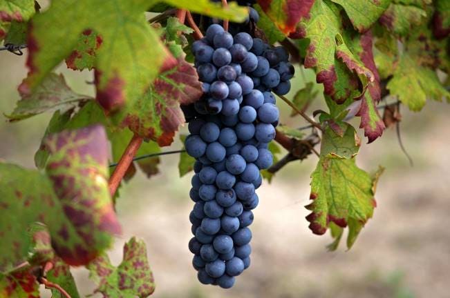 Nebbiolo tour experience in Piedmont | viviTravels